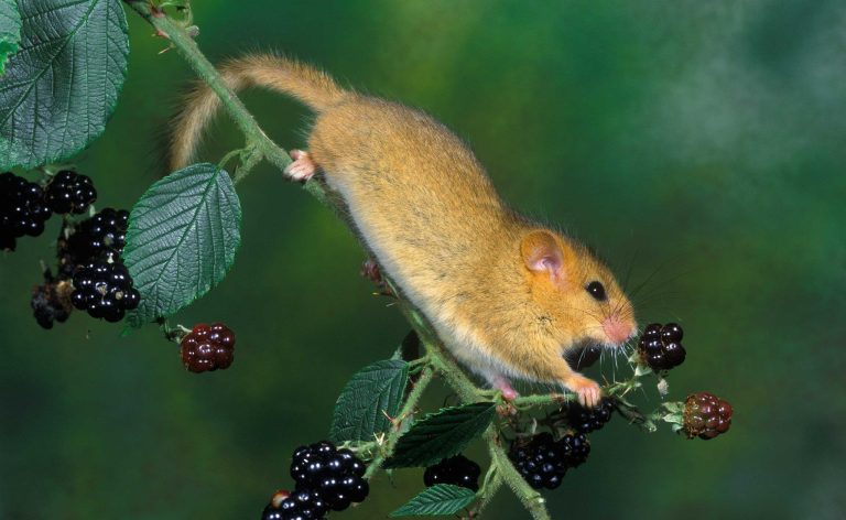 Dormouse Food: The Diet of These Nocturnal Rodents - Risques-niger